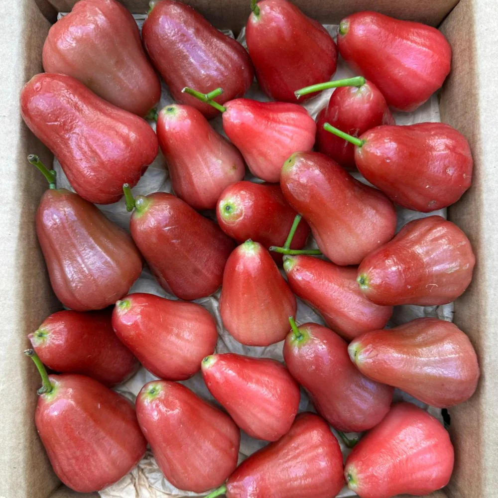 Buy Wax Jambu Fruit UK |Fresh Exotic Bell Fruit - freshtropicalfruits.co.uk